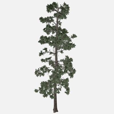 Eastern White Pine Tree #05 - 3D Model by AntonioKowatsch