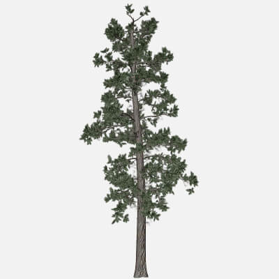 Eastern White Pine Tree #06 - 3D Model by AntonioKowatsch