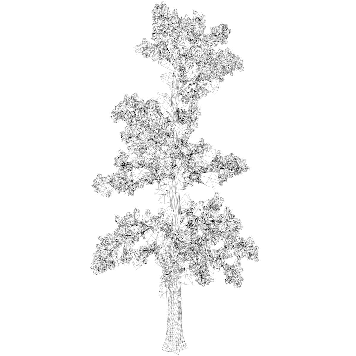 Eastern White Pine Drawing