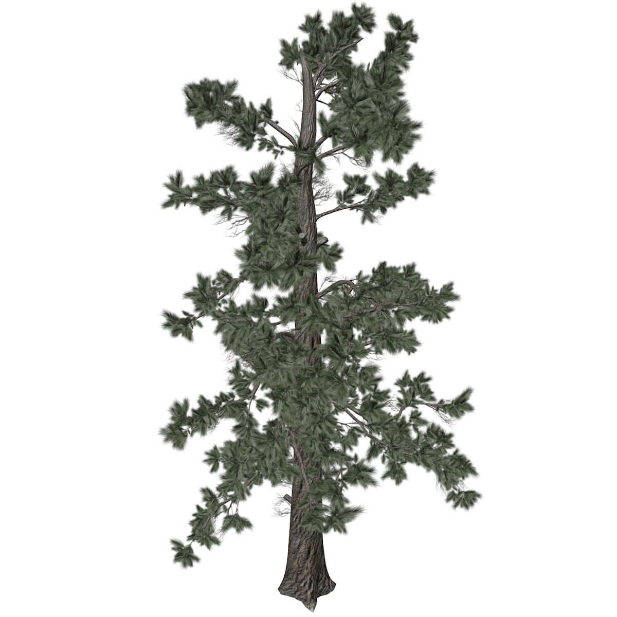 Eastern White Pine Tree #08 - 3D Model by AntonioKowatsch