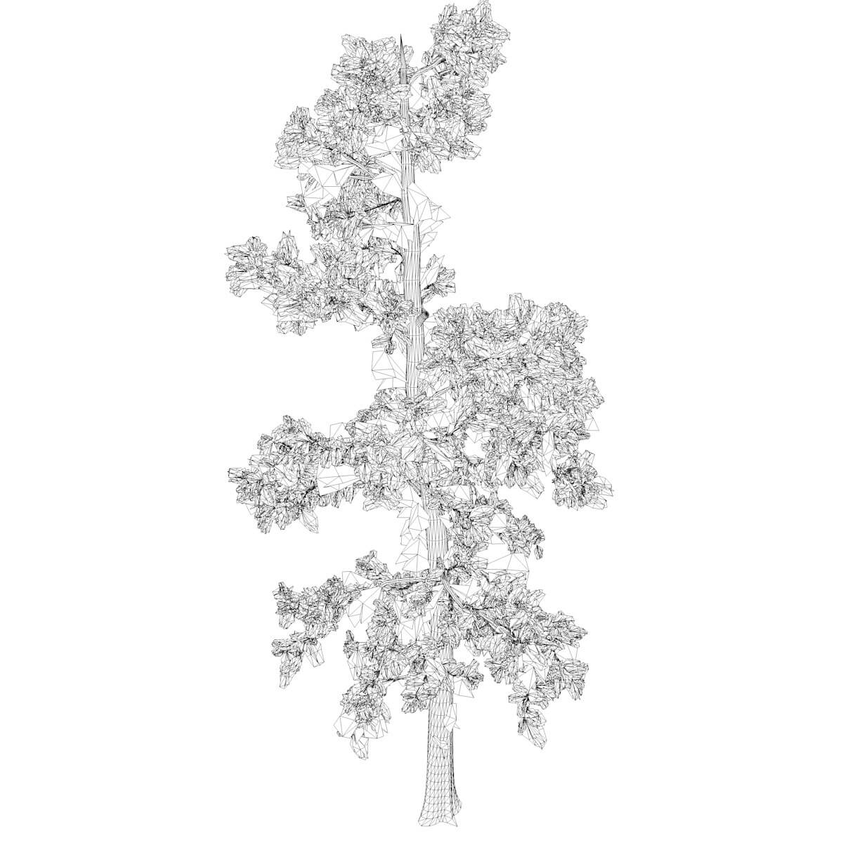 Eastern White Pine Tree Collection by AntonioKowatsch