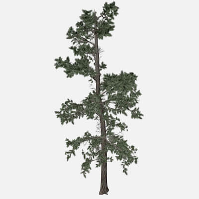 Eastern White Pine Tree #09 - 3D Model by AntonioKowatsch