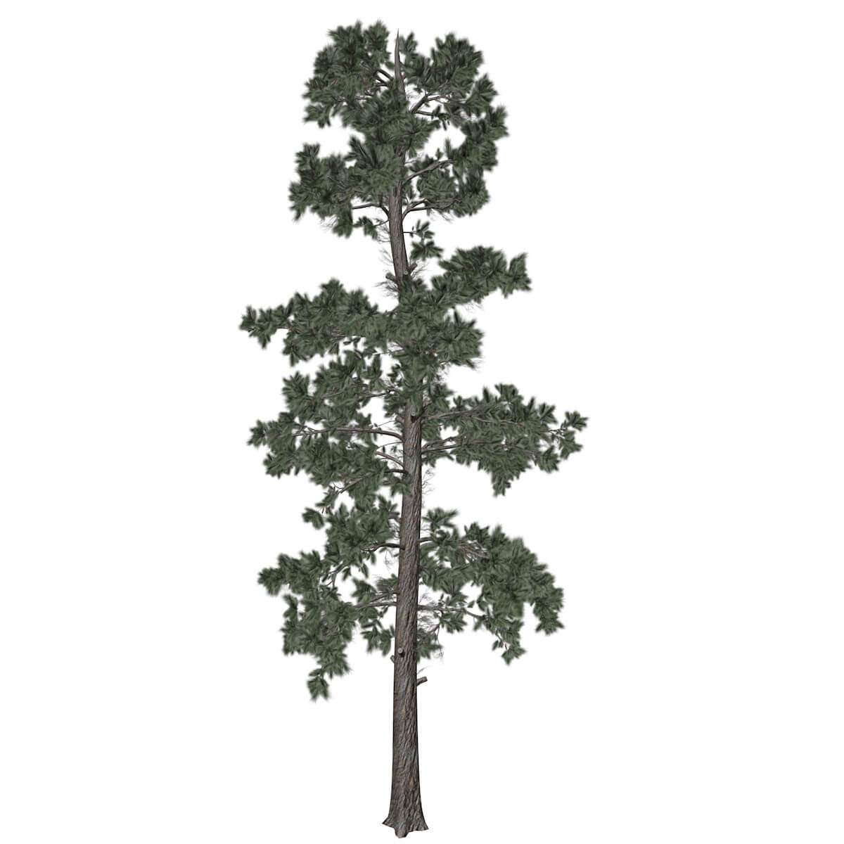 Eastern White Pine Tree #10 - 3D Model by AntonioKowatsch