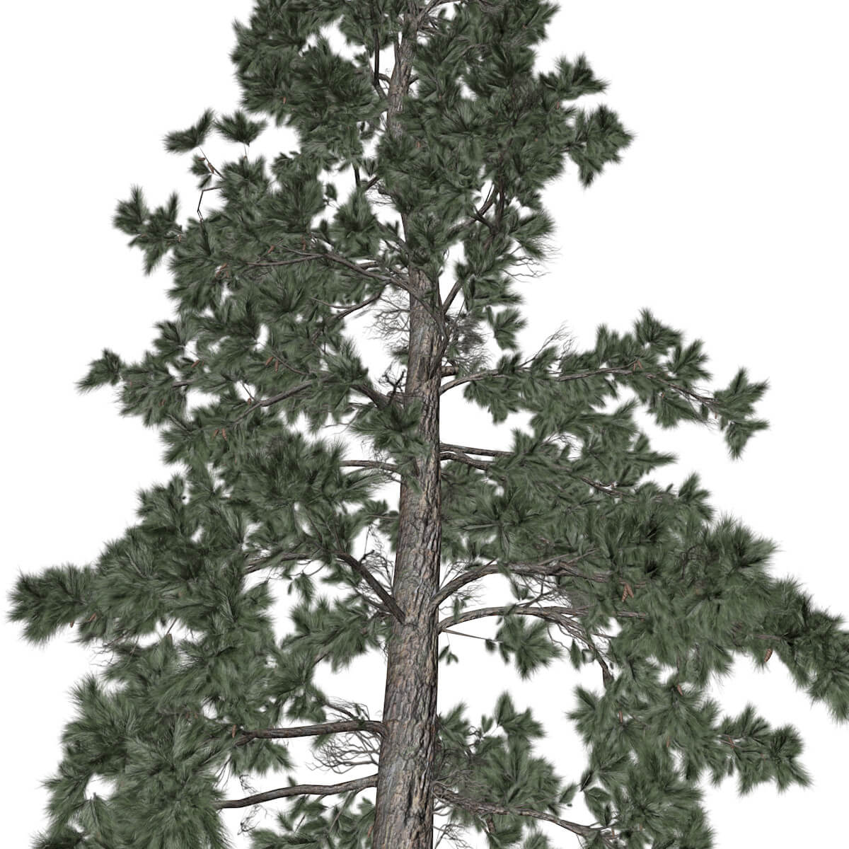 Eastern White Pine Tree #10 - 3D Model by AntonioKowatsch
