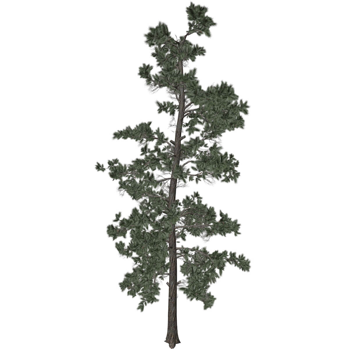 Eastern White Pine Tree #01 - 3D Model by AntonioKowatsch