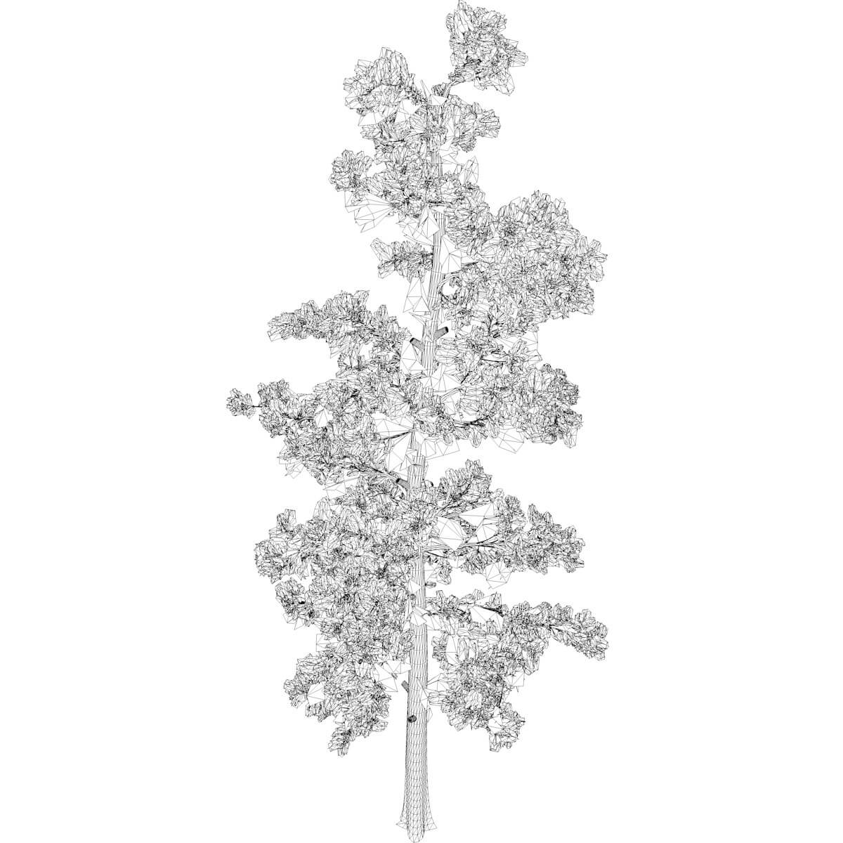 Eastern White Pine Tree #01 - 3D Model by AntonioKowatsch