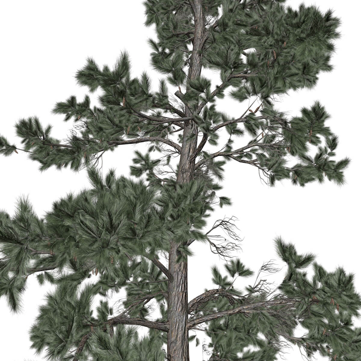 Eastern White Pine Tree #01 - 3D Model by AntonioKowatsch