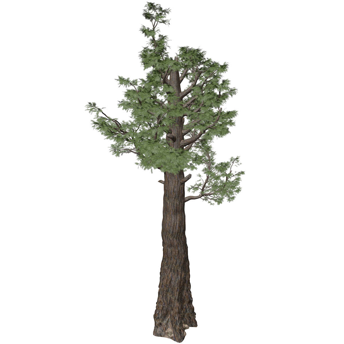 Giant Redwood Tree #01 - 3D Model by AntonioKowatsch