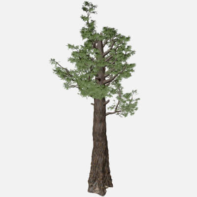 Giant Redwood Tree #01 - 3D Model by AntonioKowatsch