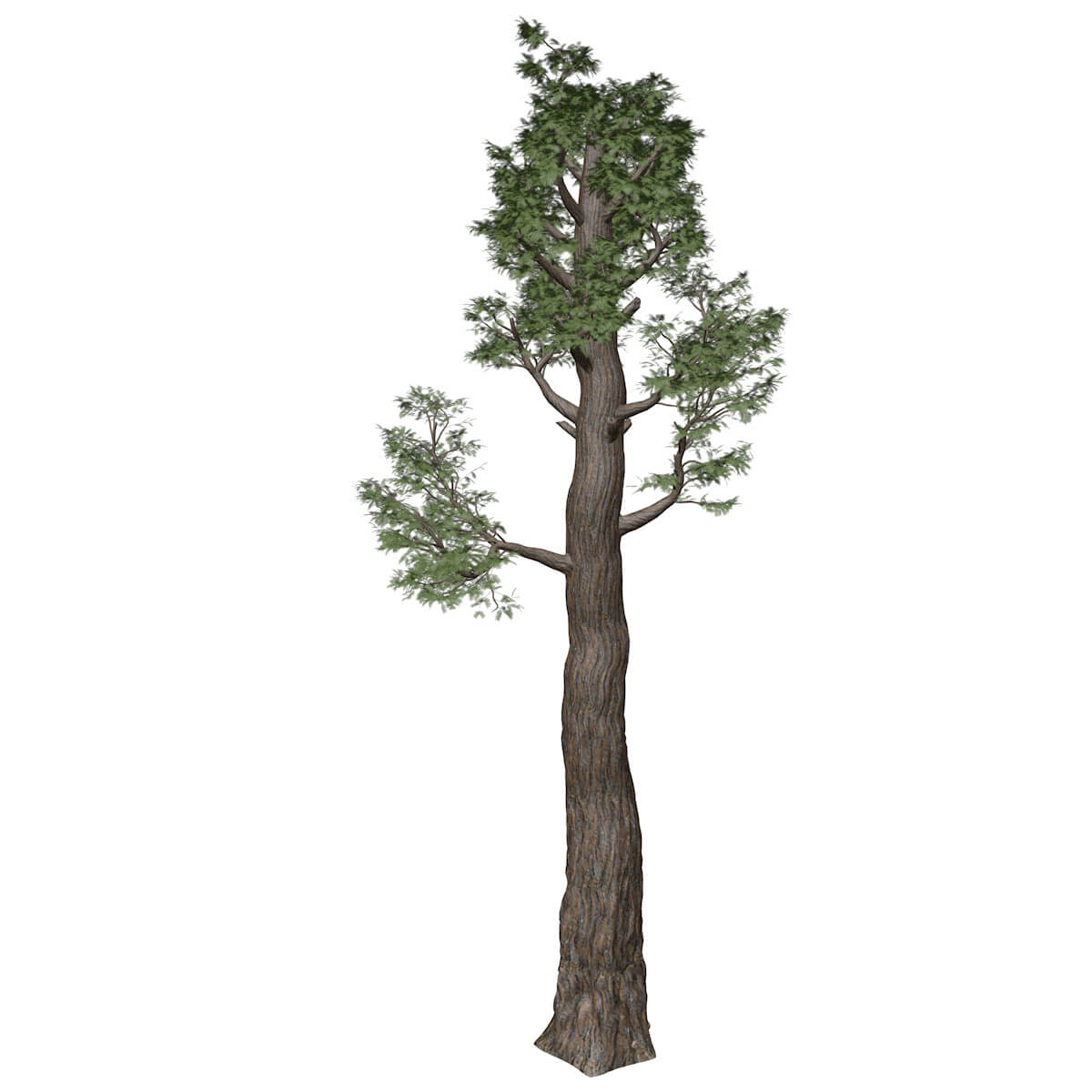 Giant Redwood Tree #03 - 3D Model by AntonioKowatsch