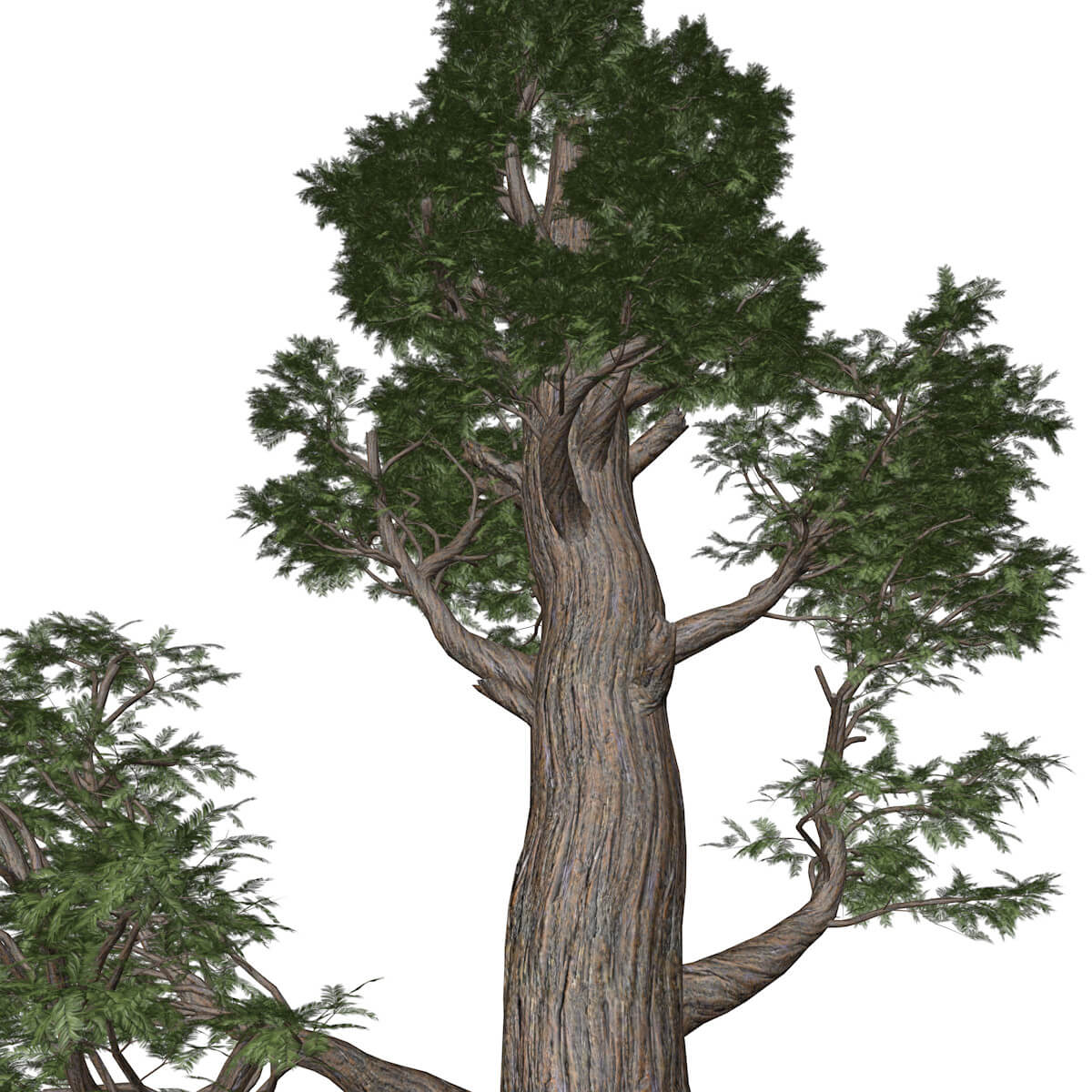 Giant Redwood Tree #03 - 3D Model by AntonioKowatsch