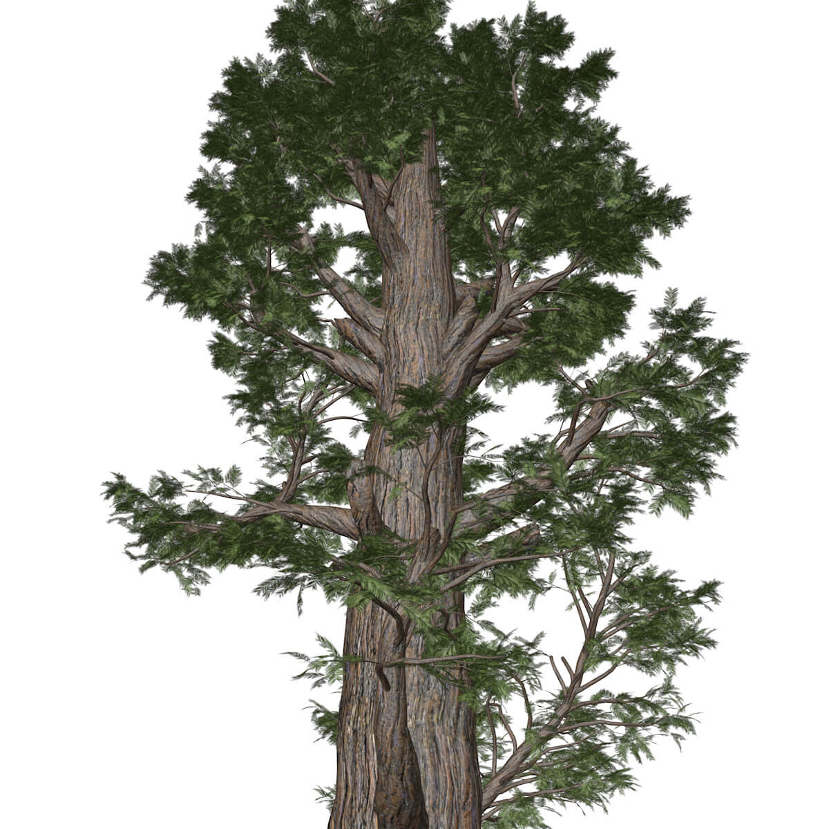 Giant Redwood Tree #05 - 3D Model by AntonioKowatsch