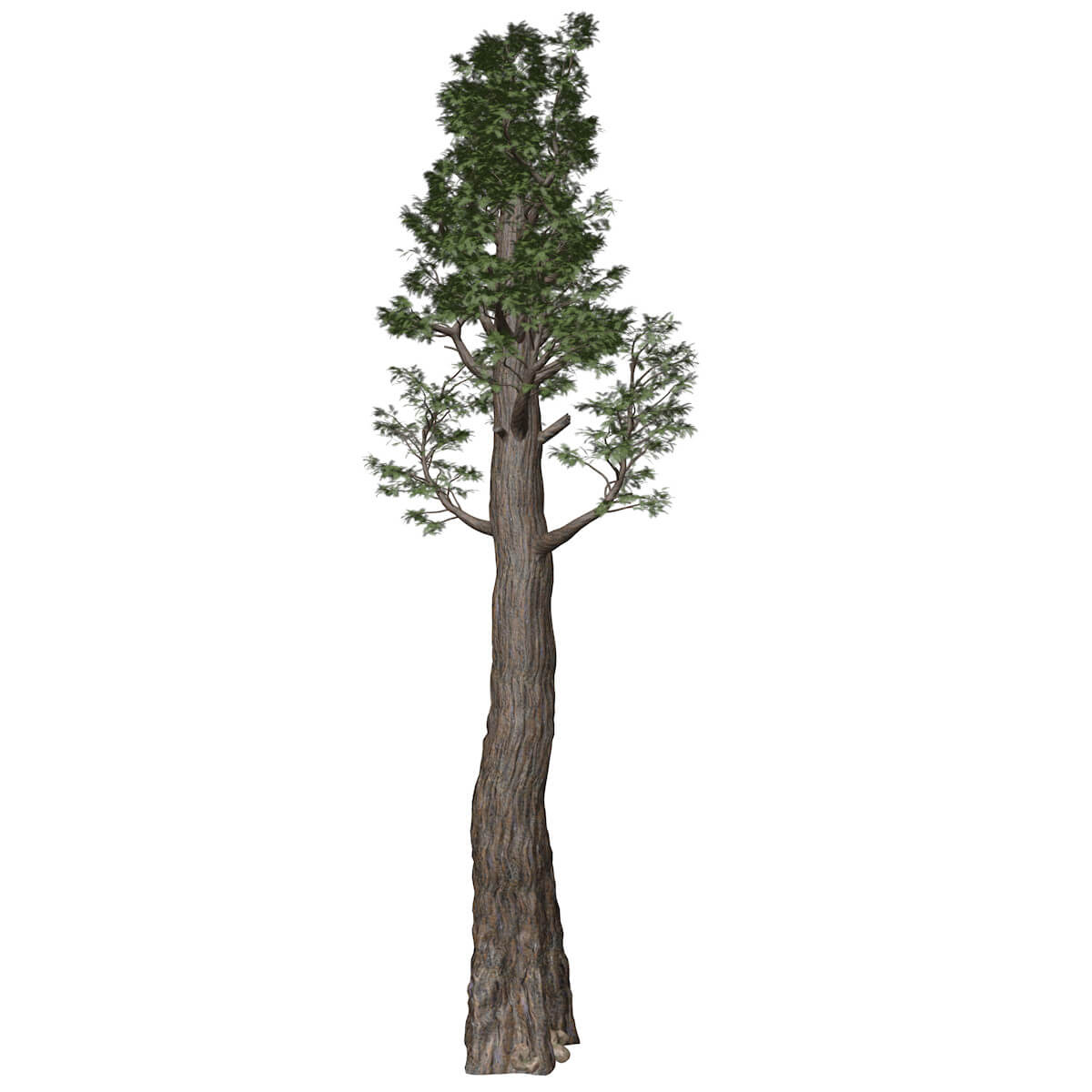 Giant Redwood Tree #06 - 3D Model by AntonioKowatsch