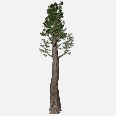 Giant Redwood Tree #06 - 3D Model by AntonioKowatsch