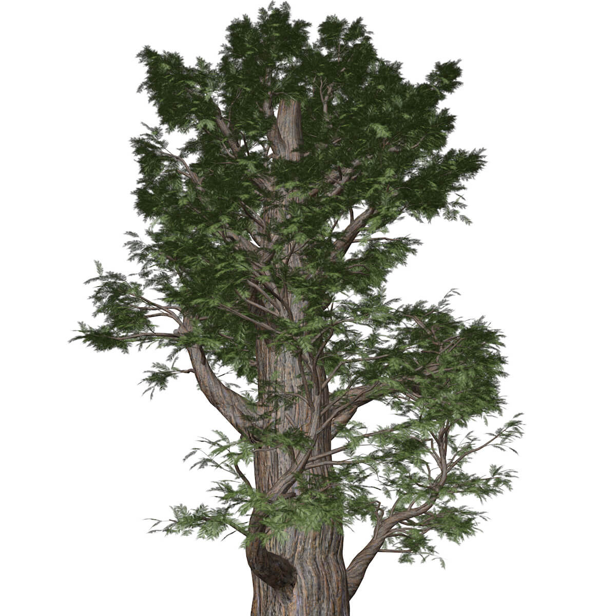 Giant Redwood Tree #07 - 3D Model by AntonioKowatsch