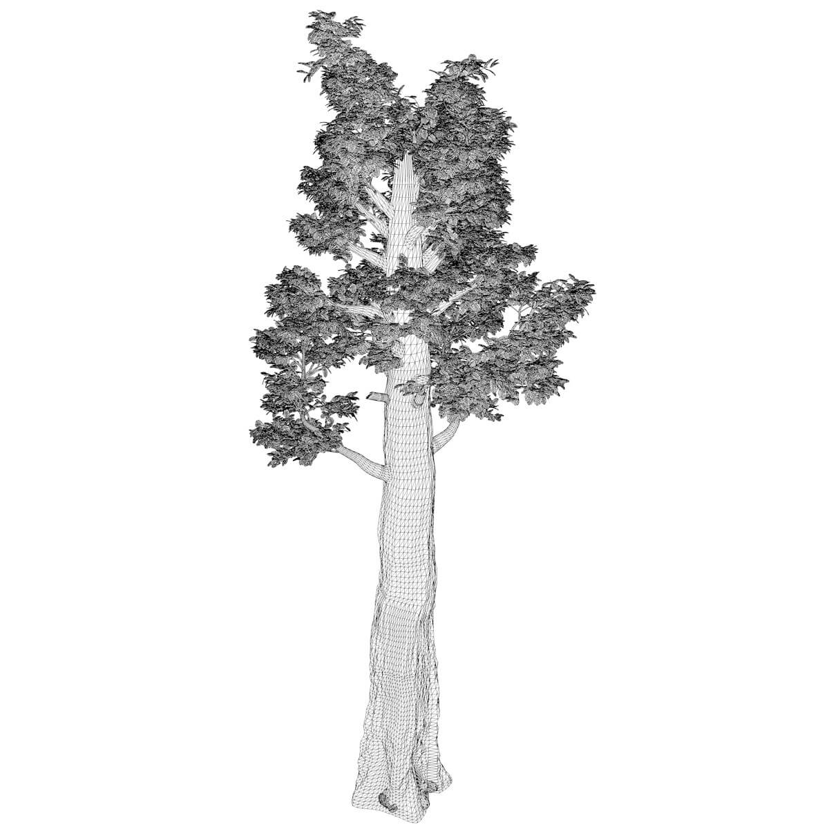 Giant Redwood Tree Collection by AntonioKowatsch