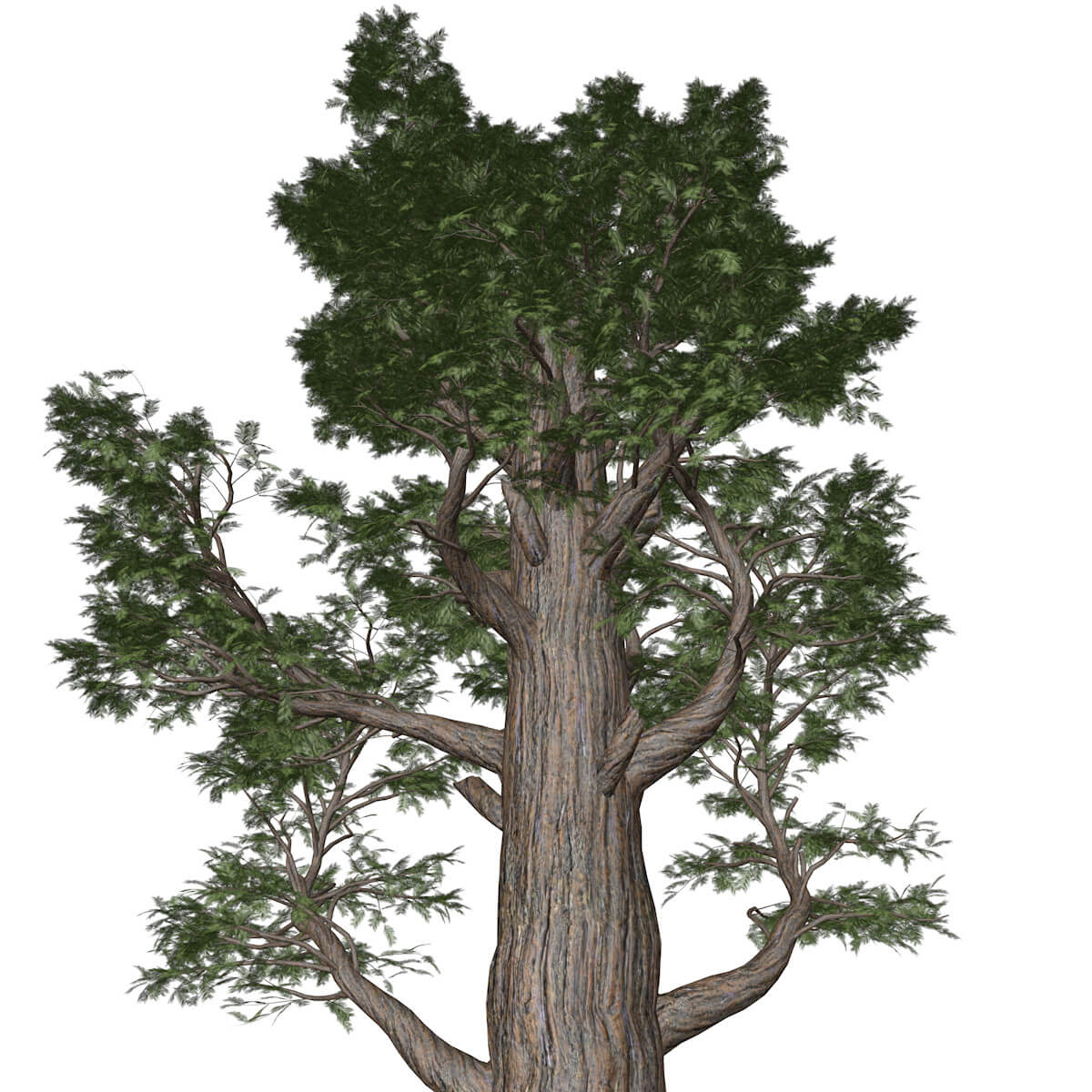 Giant Redwood Tree #09 - 3D Model by AntonioKowatsch