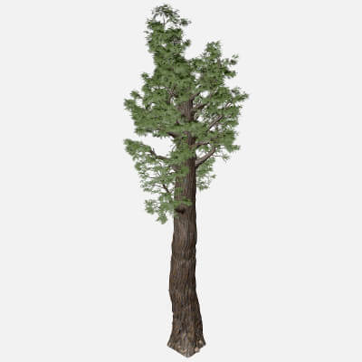 Giant Redwood Tree #10 - 3D Model by AntonioKowatsch