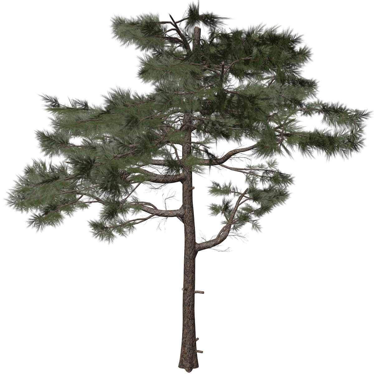 Huangshan Pine Tree Collection by AntonioKowatsch