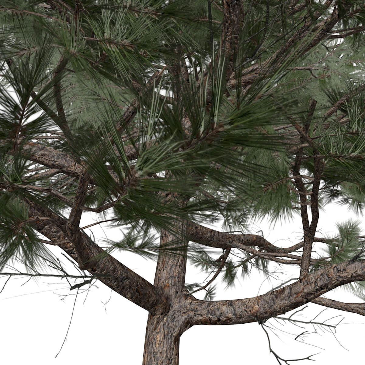 Huangshan Pine Tree Collection by AntonioKowatsch