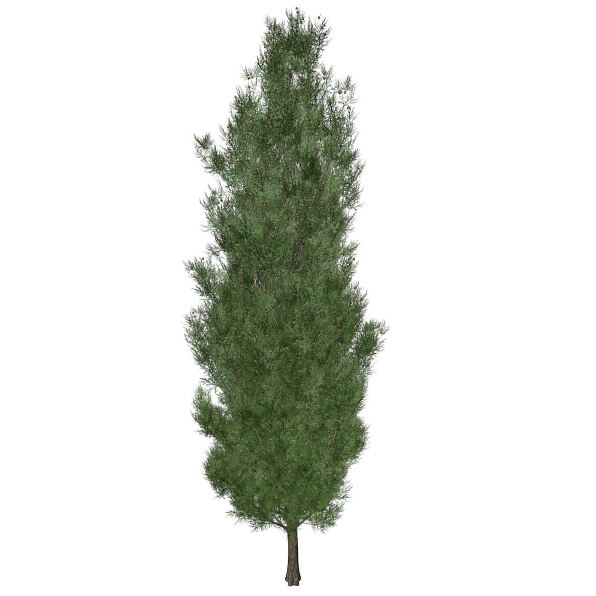 Italian Cypress Tree #01 - 3D Model by AntonioKowatsch