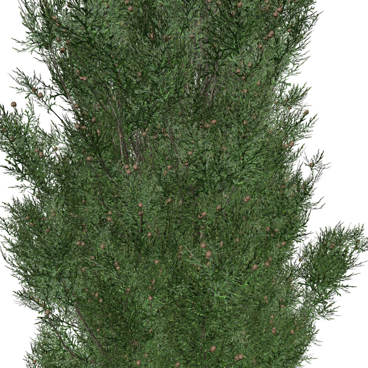 Italian Cypress Tree Collection by AntonioKowatsch