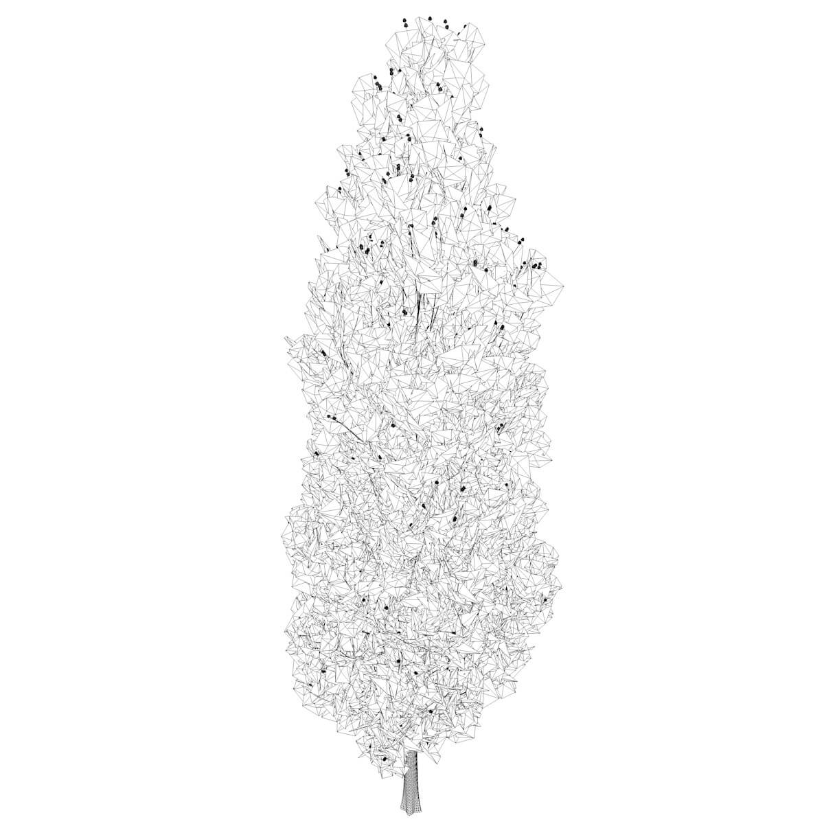 Italian Cypress Tree Drawing