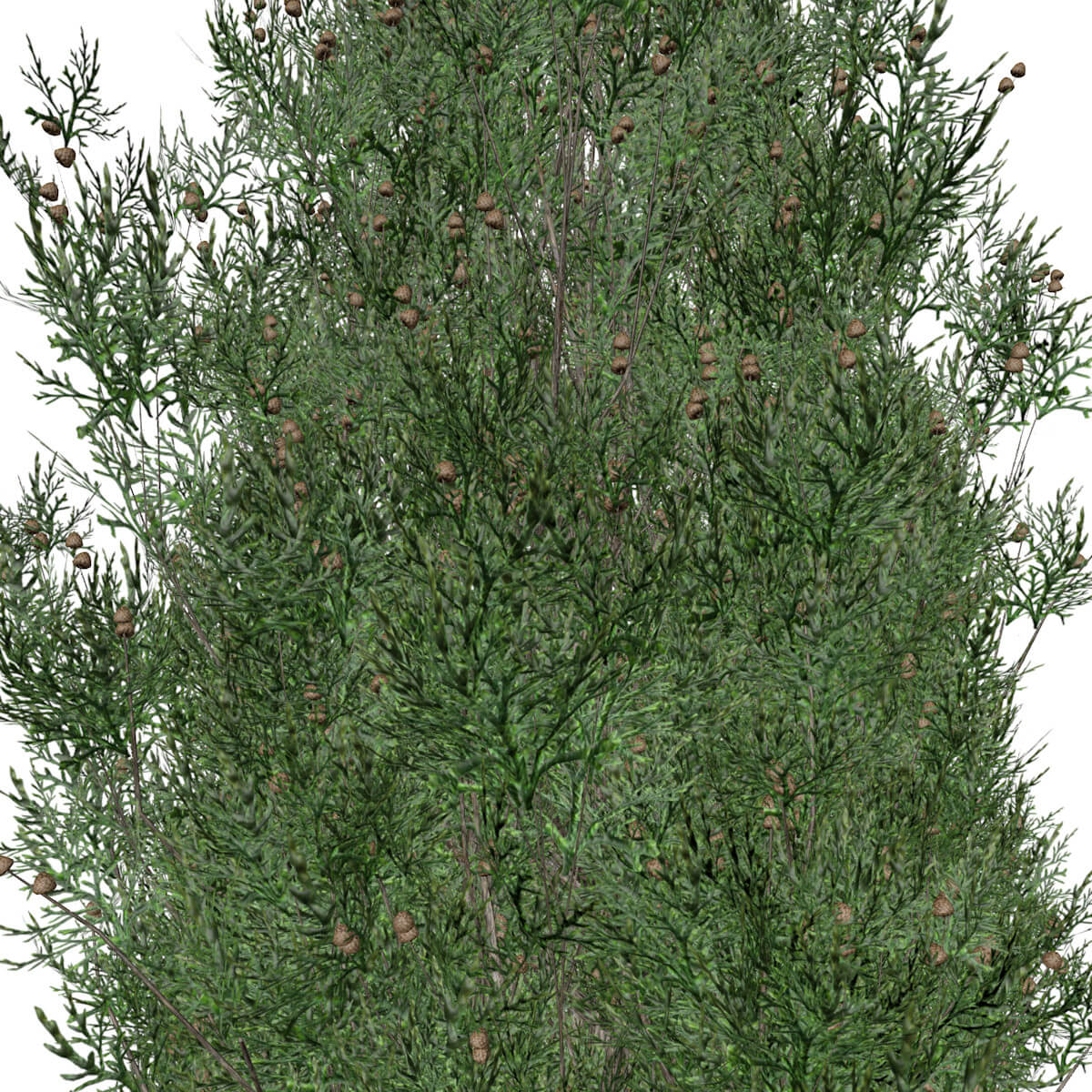 Italian Cypress Tree Collection by AntonioKowatsch