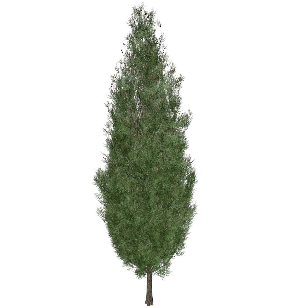 Italian Cypress Tree Collection by AntonioKowatsch