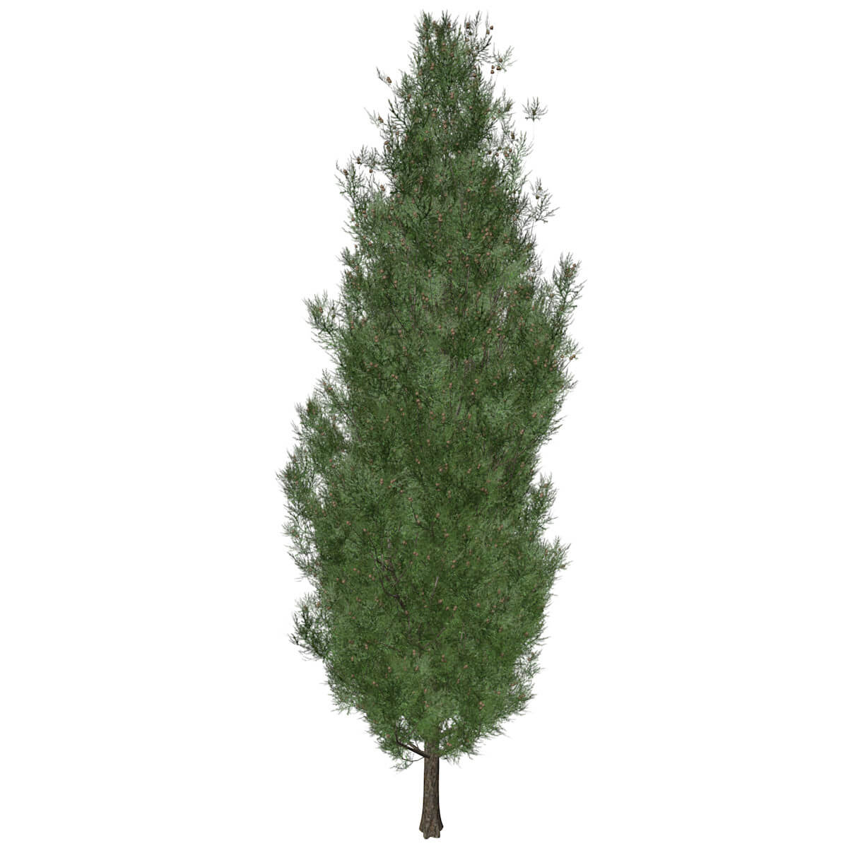 Italian Cypress Tree Collection by AntonioKowatsch