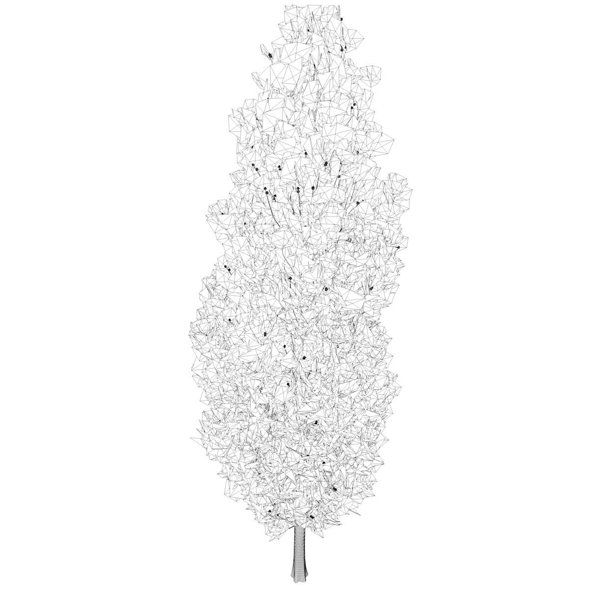 Italian Cypress Tree Drawing