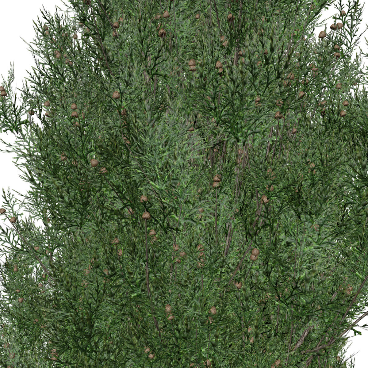 Italian Cypress Tree #04 - 3D Model by AntonioKowatsch