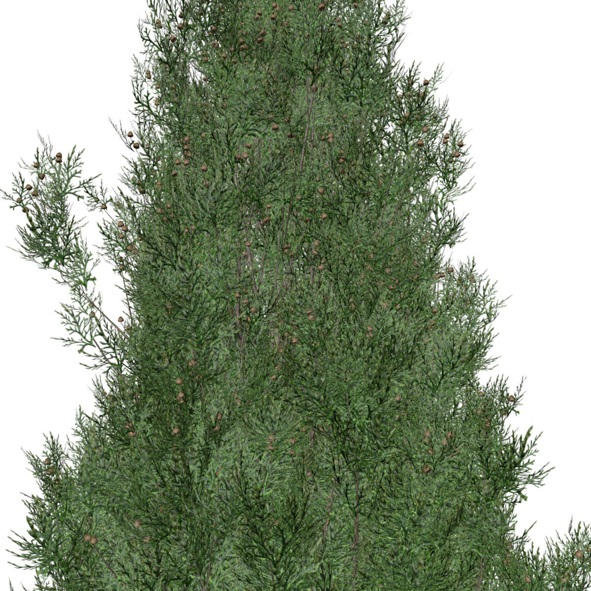 Italian Cypress Tree #05 - 3D Model by AntonioKowatsch