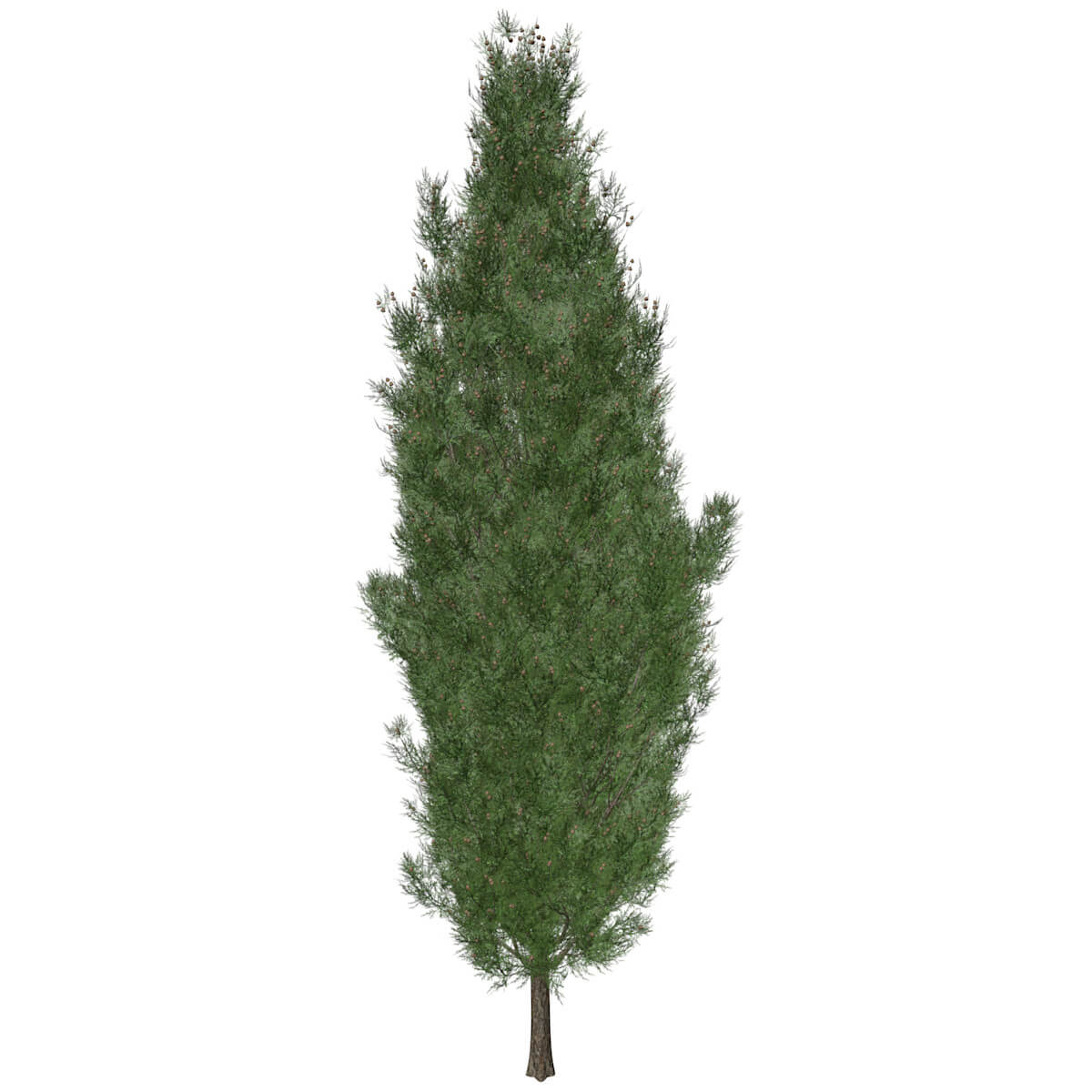 Italian Cypress Tree #06 - 3D Model by AntonioKowatsch