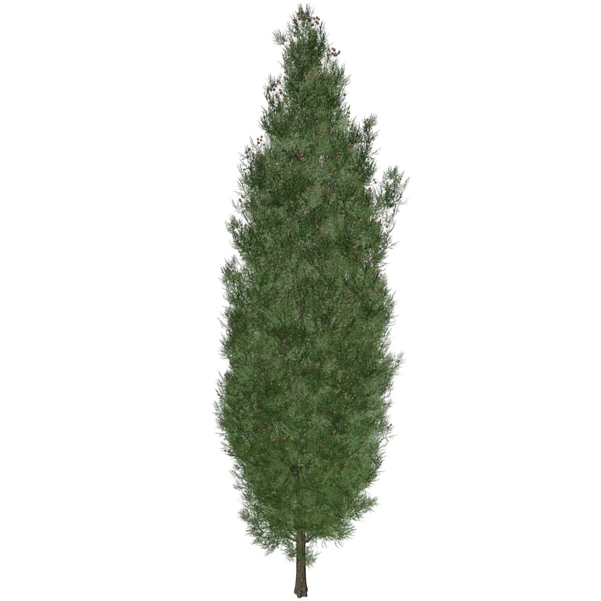 Italian Cypress Tree #07 - 3D Model by AntonioKowatsch