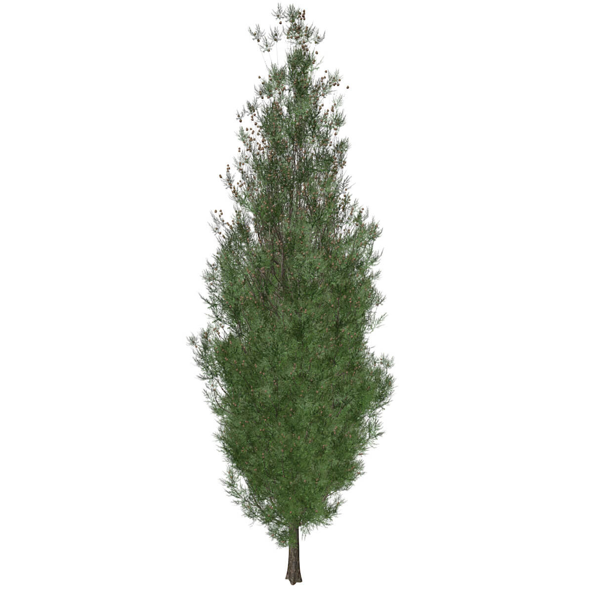 Italian Cypress Tree Collection by AntonioKowatsch