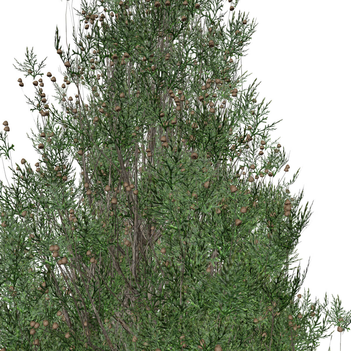 Italian Cypress Tree Collection by AntonioKowatsch