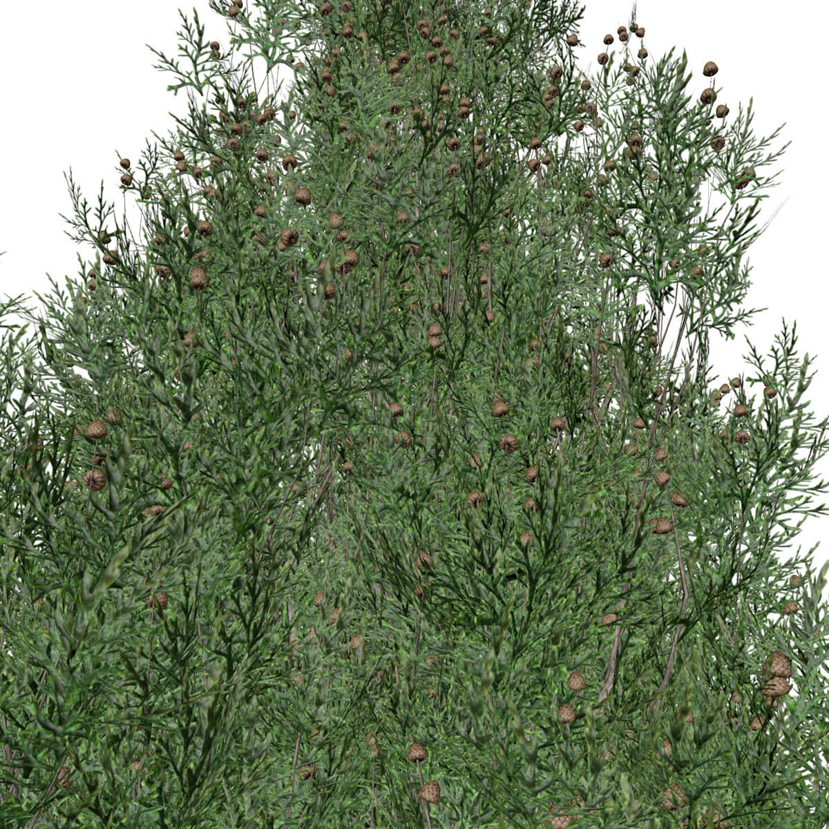 Italian Cypress Tree Collection by AntonioKowatsch