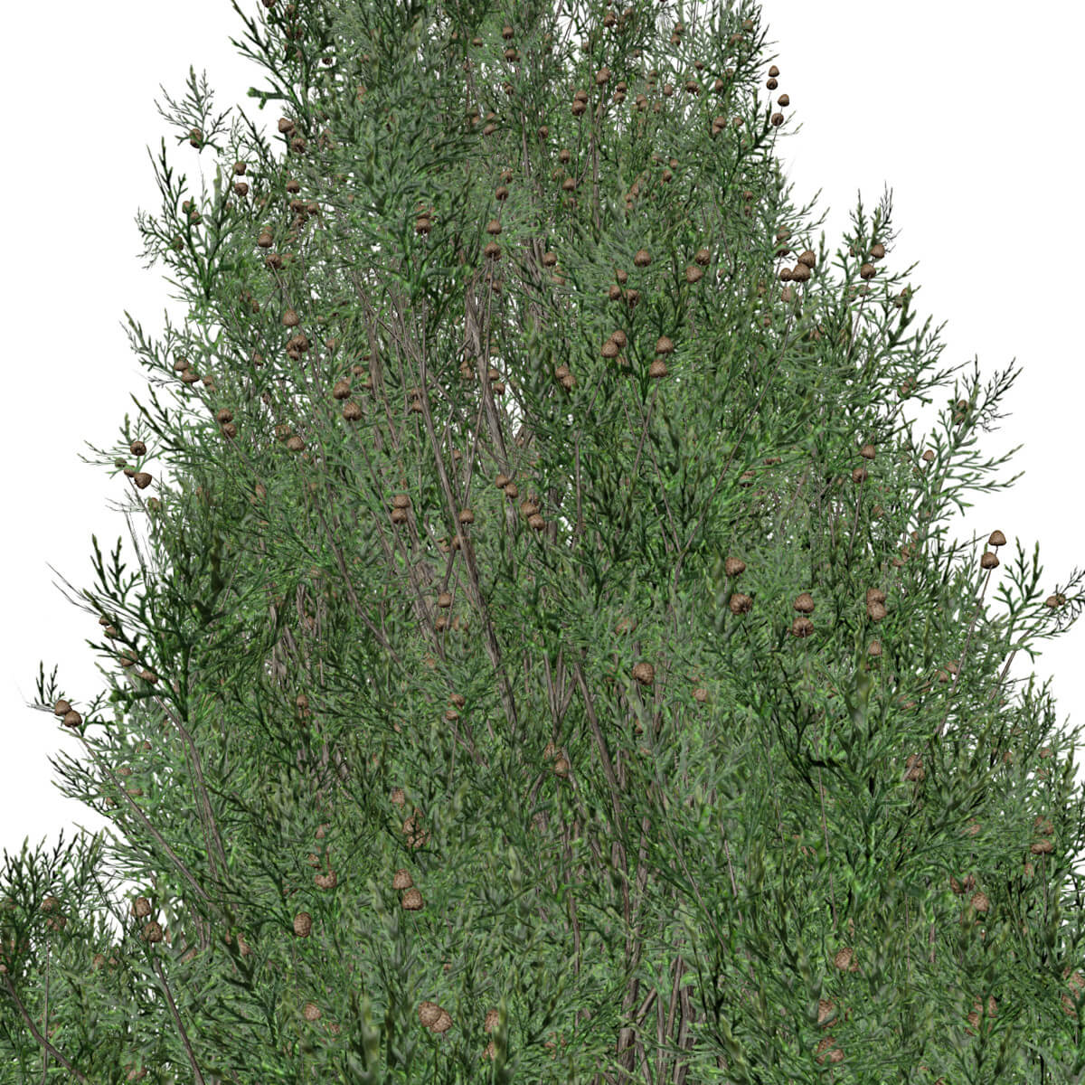 Italian Cypress Tree Collection by AntonioKowatsch