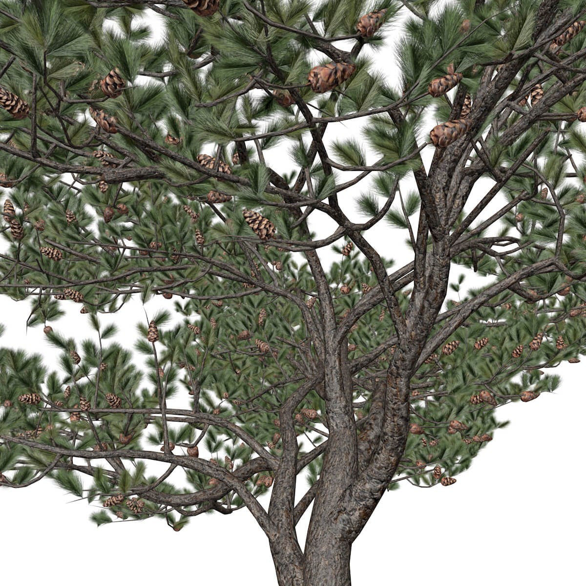 Italian Stone Pine Tree Collection by AntonioKowatsch