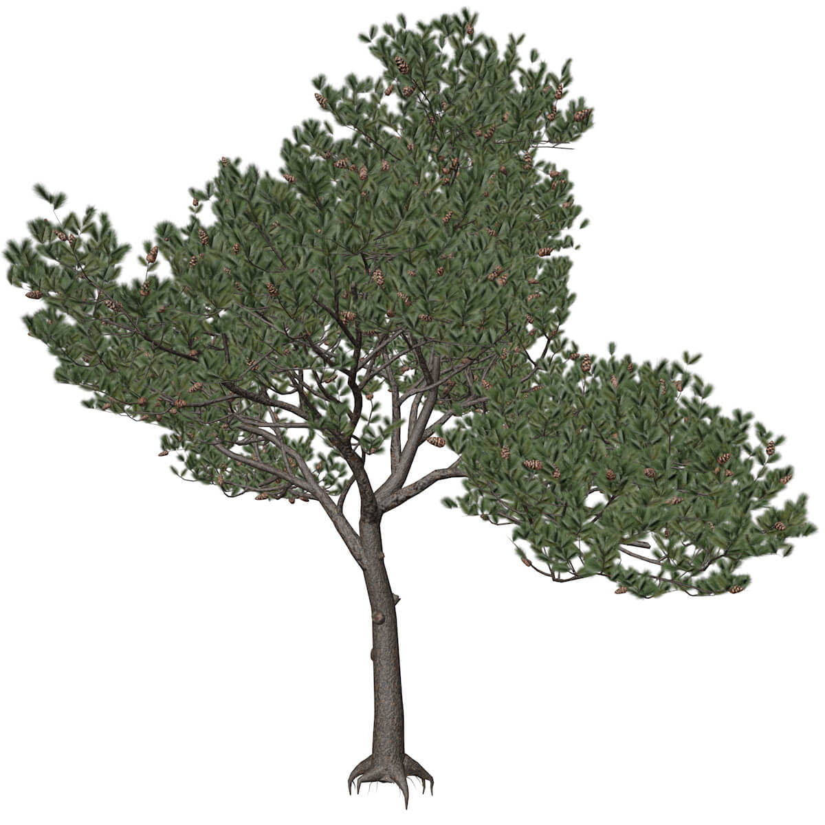 Italian Stone Pine Tree Collection by AntonioKowatsch