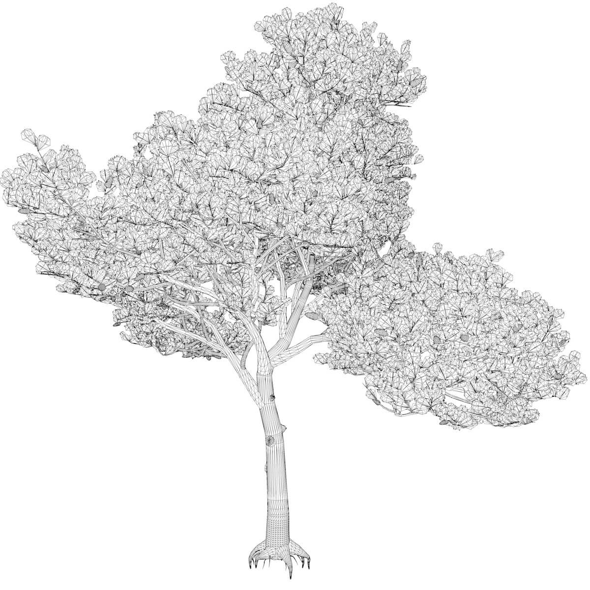 Italian Stone Pine Tree Collection by AntonioKowatsch