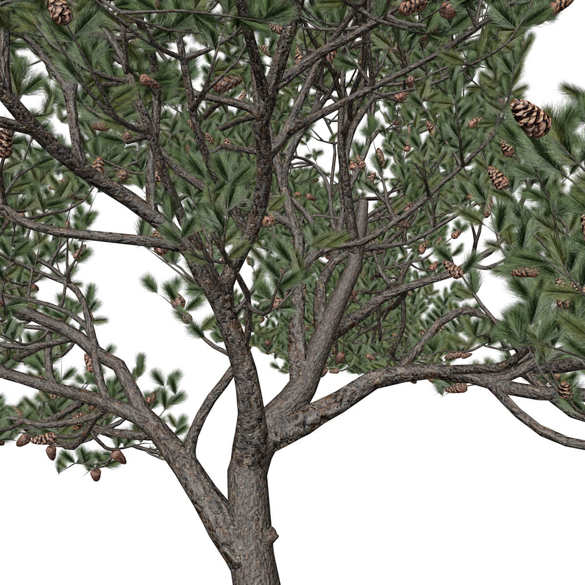 Italian Stone Pine Tree #03 - 3D Model by AntonioKowatsch