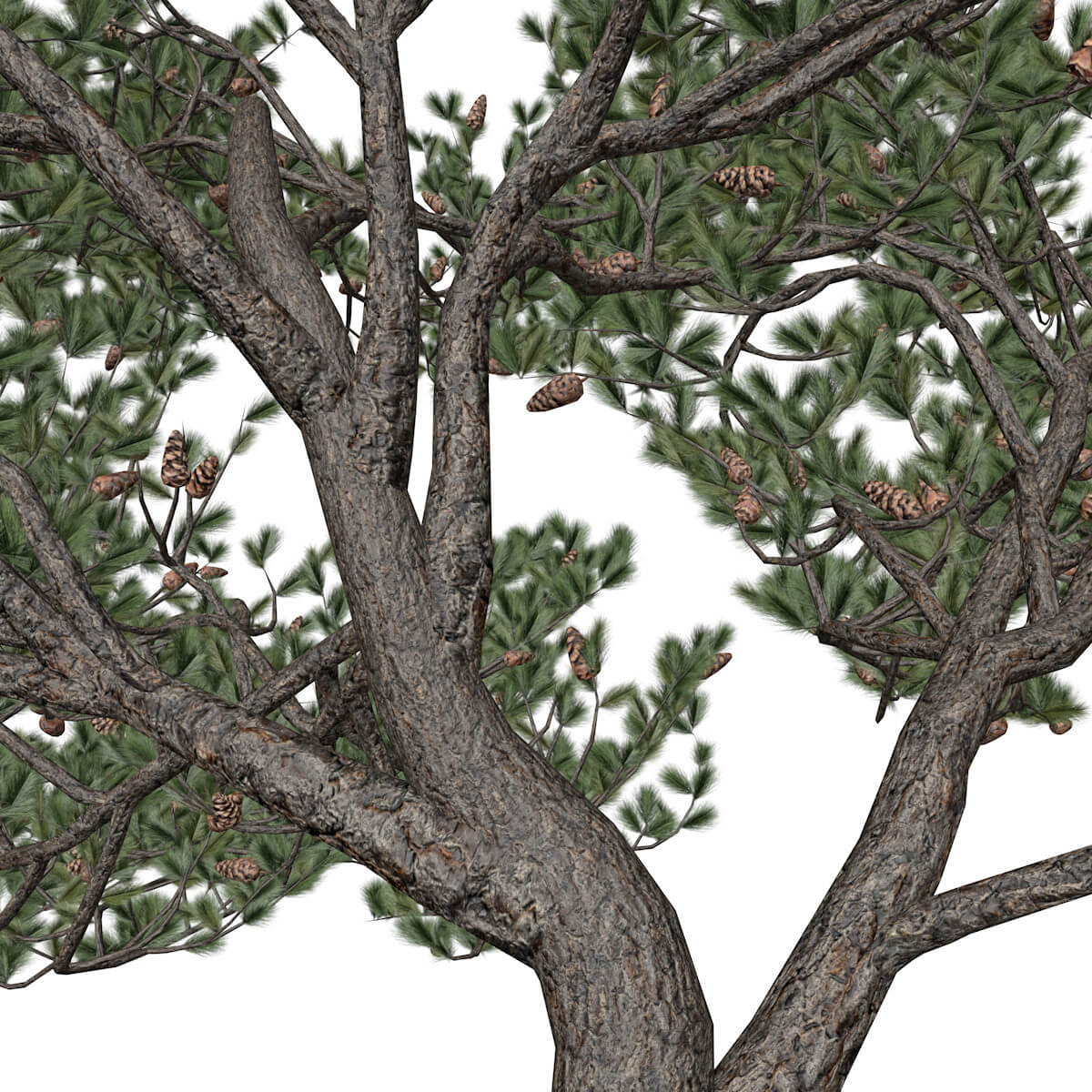 Italian Stone Pine Tree #04 - 3D Model by AntonioKowatsch