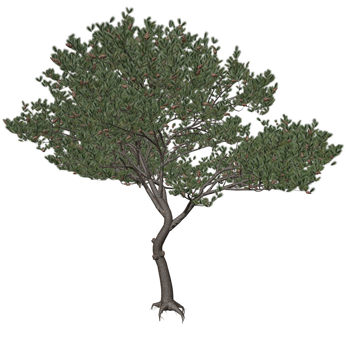 Italian Stone Pine Tree Collection by AntonioKowatsch