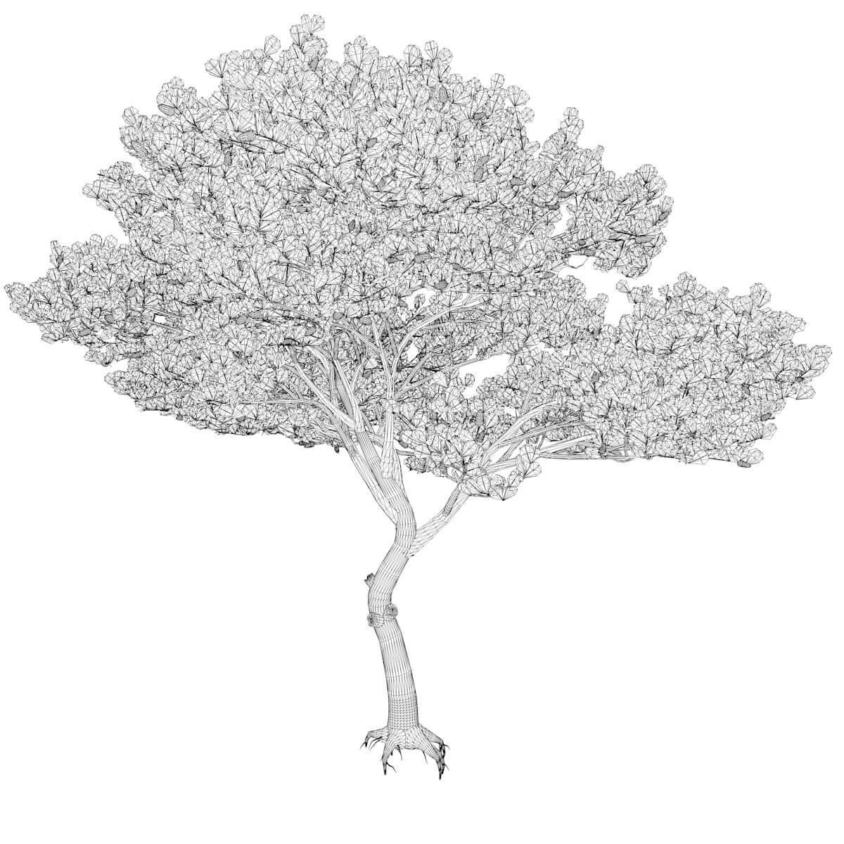 Italian Stone Pine Tree Collection by AntonioKowatsch