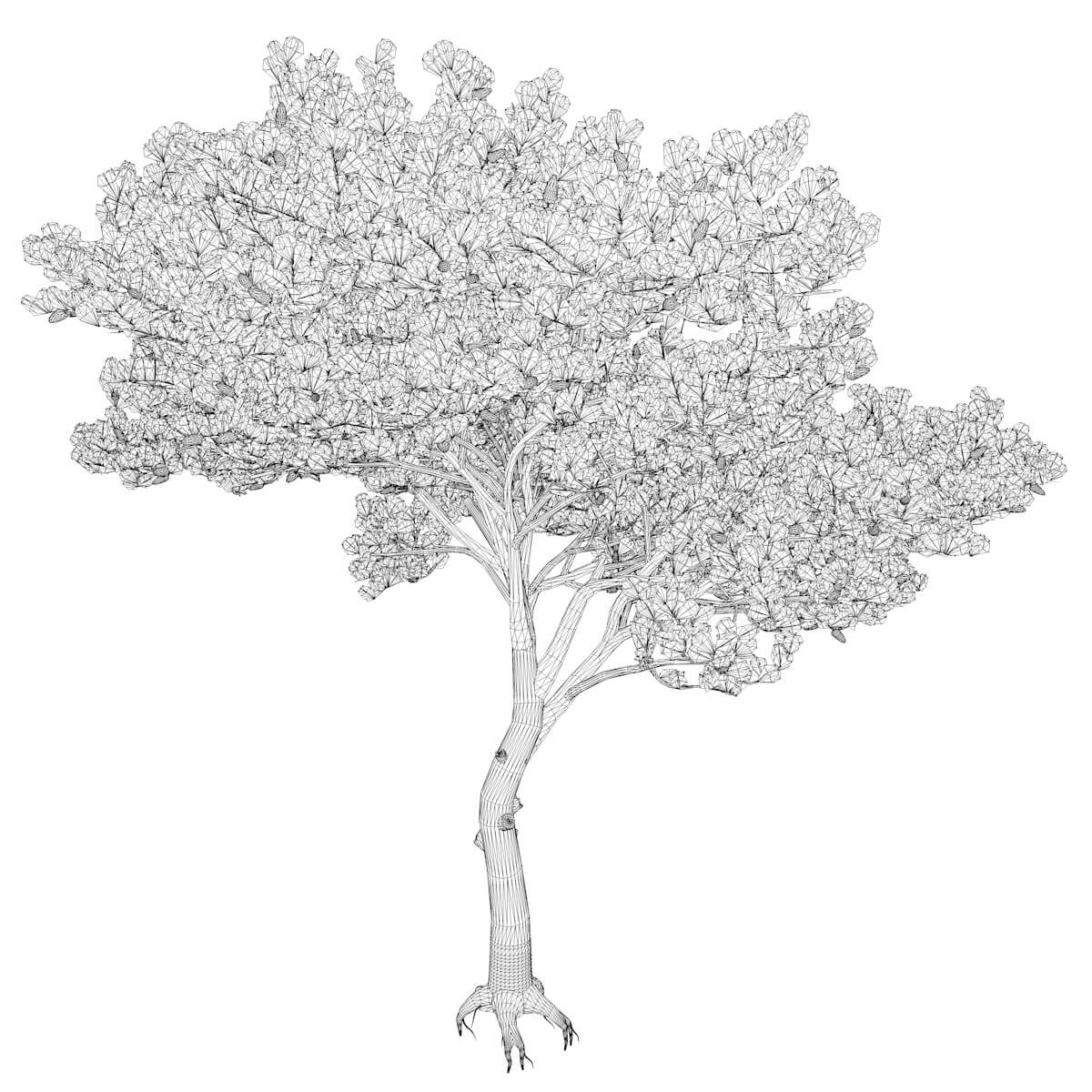 Italian Stone Pine Tree Collection by AntonioKowatsch