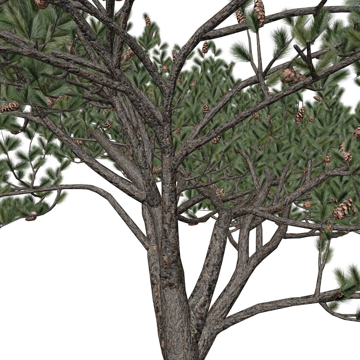 Italian Stone Pine Tree Collection by AntonioKowatsch