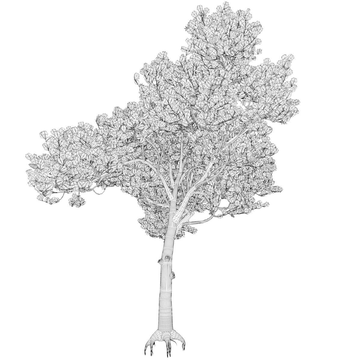 Italian Stone Pine Tree Collection by AntonioKowatsch