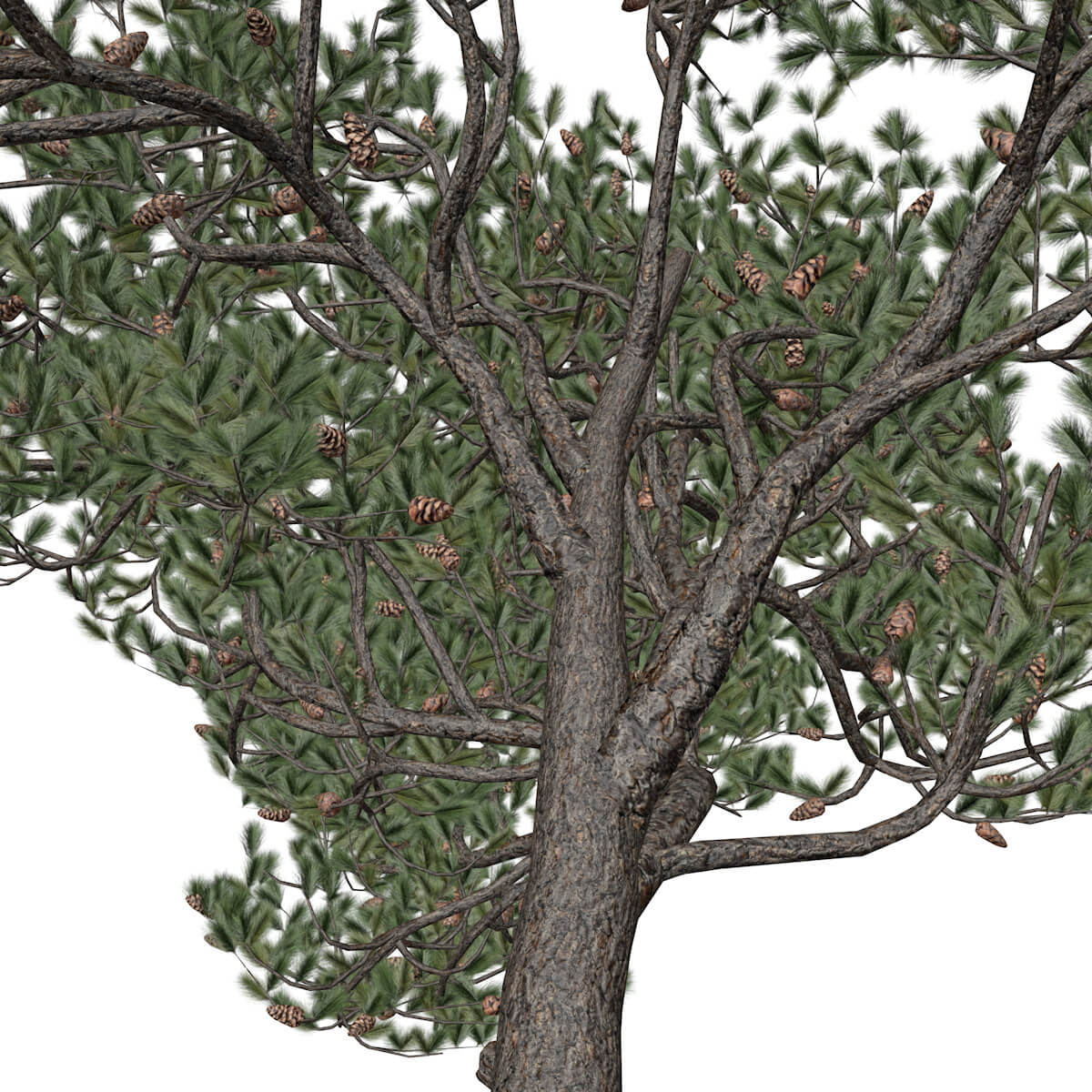 Italian Stone Pine Tree Collection by AntonioKowatsch